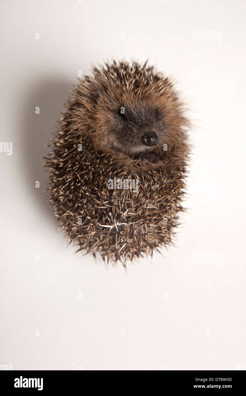 Hedgehog in a ball hi-res stock photography and images - Alamy