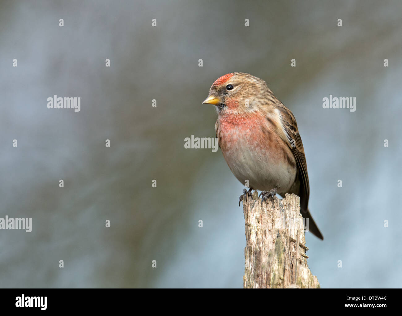 Male Lesser Redpoll (Carduelis cabaret). Winter. Uk Stock Photo - Alamy