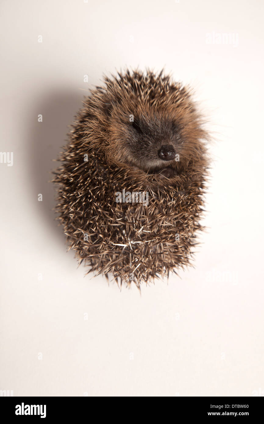 Curled into a ball hi-res stock photography and images - Alamy