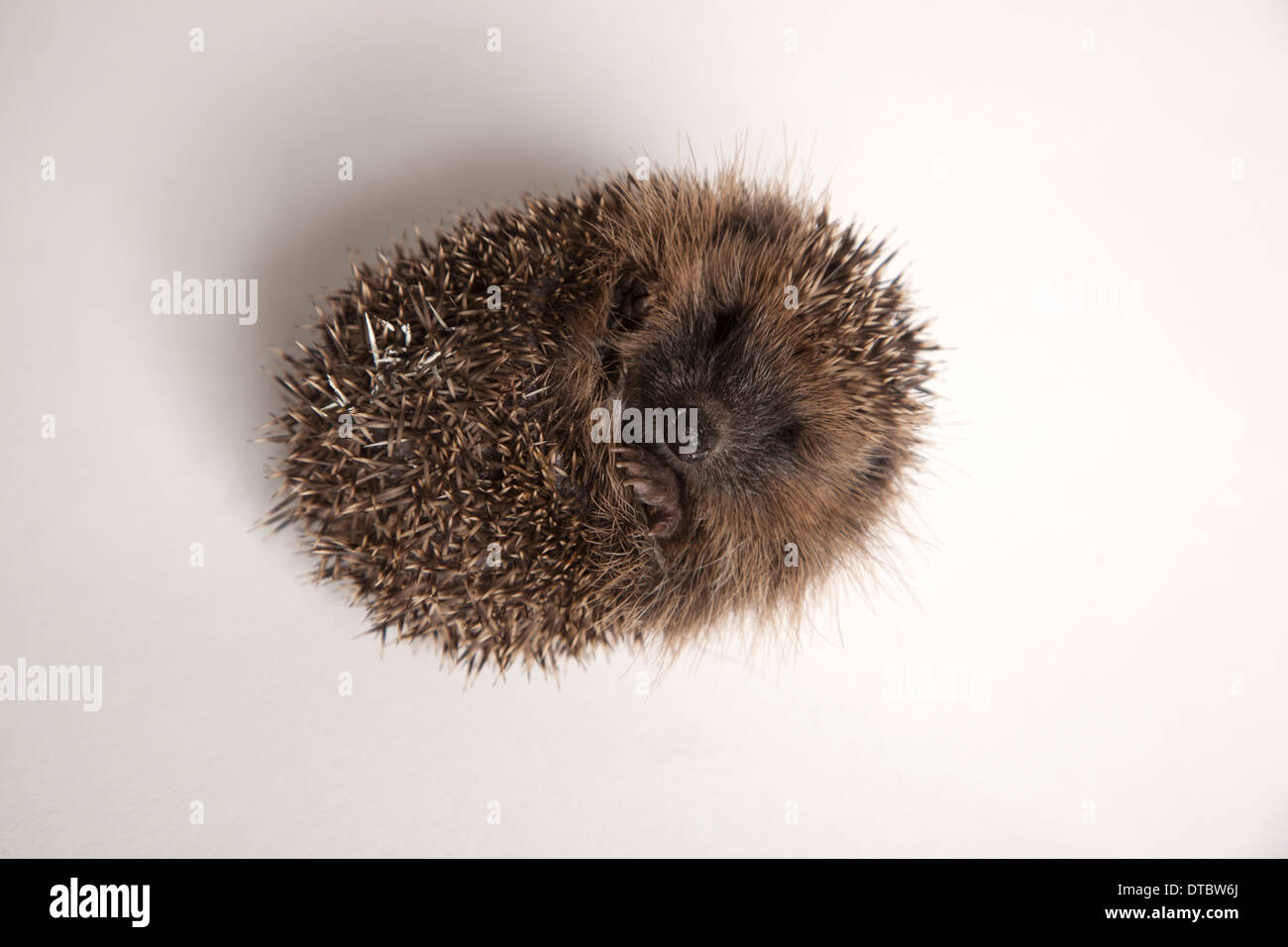 Hedgehog in a ball hi-res stock photography and images - Alamy