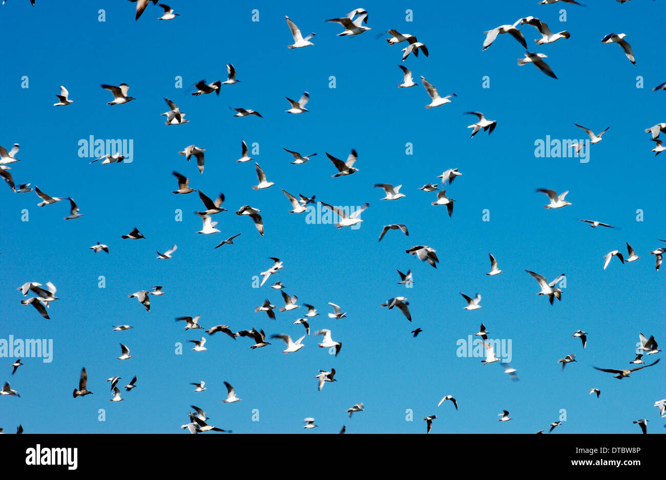 Against birds hi-res stock photography and images - Alamy