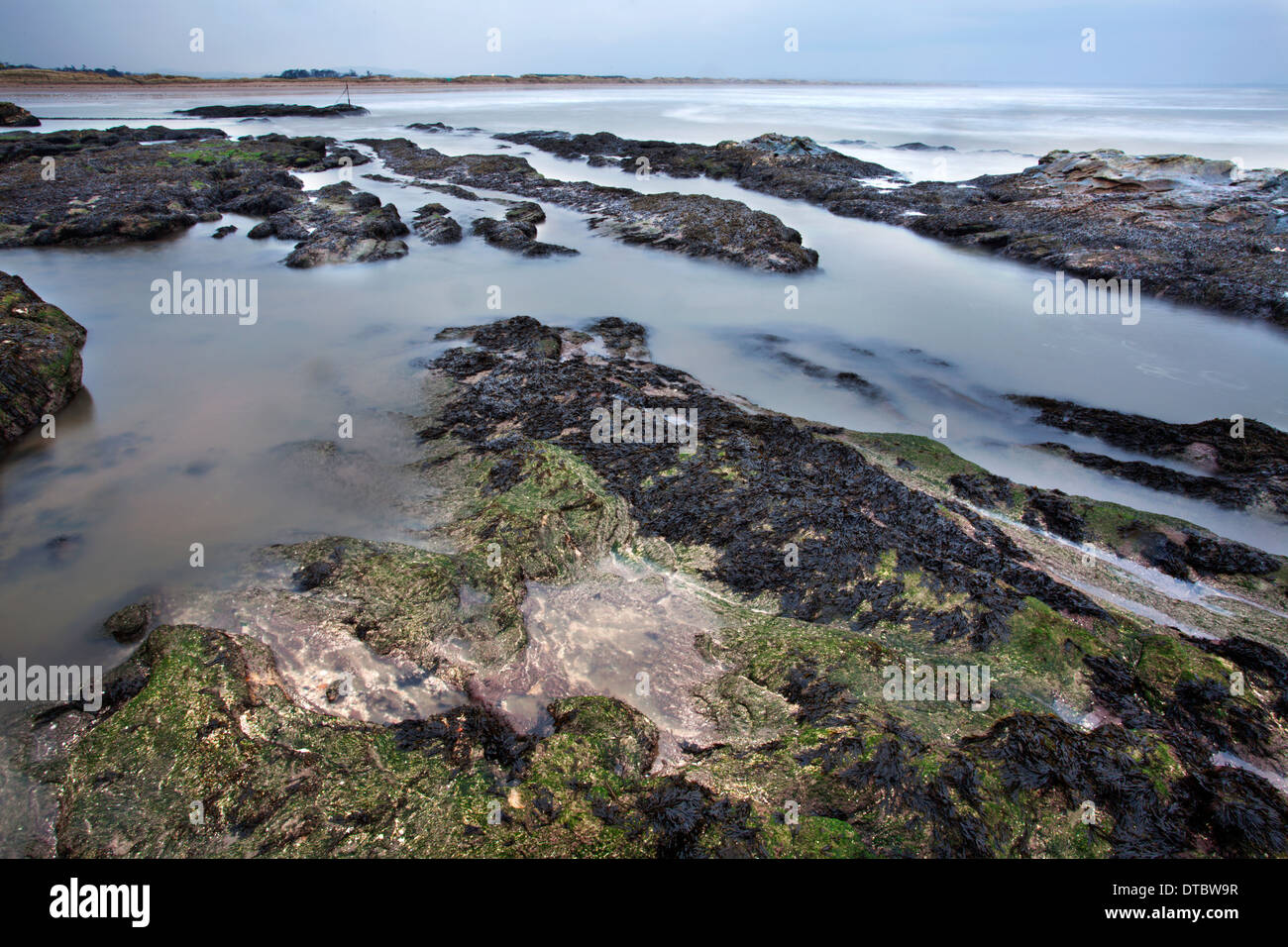 Seaweed Rock and Receding Tide St Andrews Fife Scotland Stock Photo - Alamy