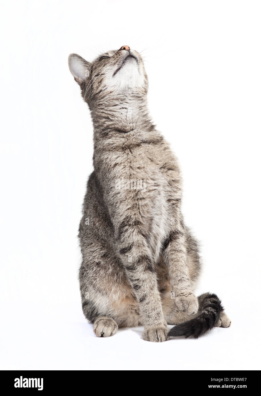 black and gray striped tomcat looking up, white background isolated ...