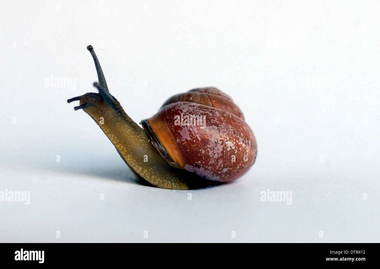 Worm snails hi-res stock photography and images - Alamy