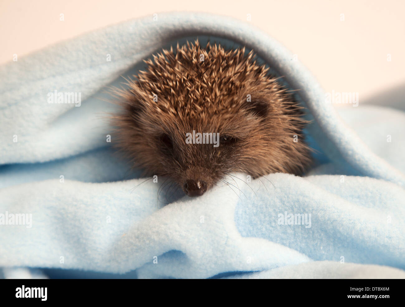 Blue hedgehog hi-res stock photography and images - Alamy