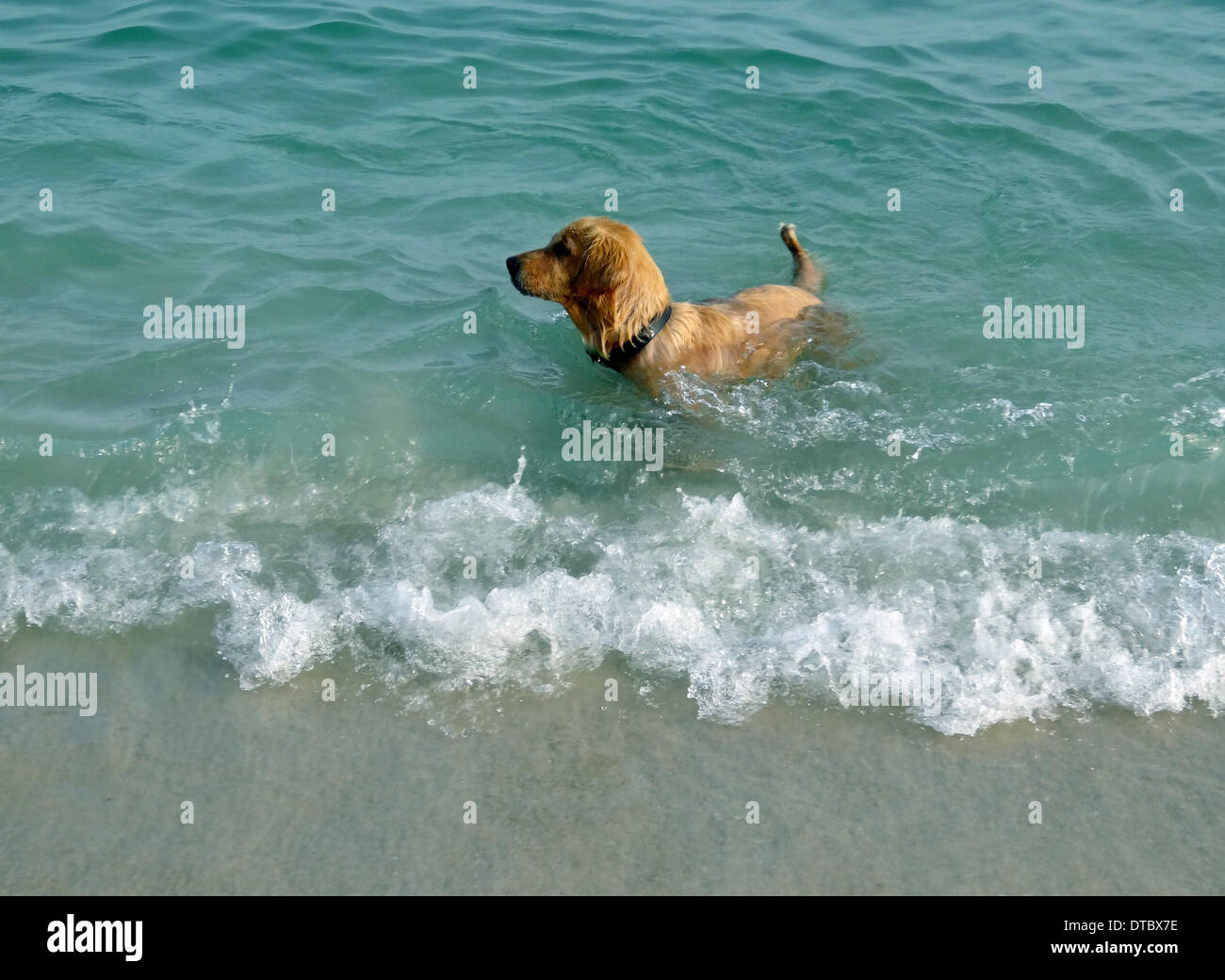 Koh Samui, Thailand. 05th Jan, 2014. A dog baths in the South China Sea ...