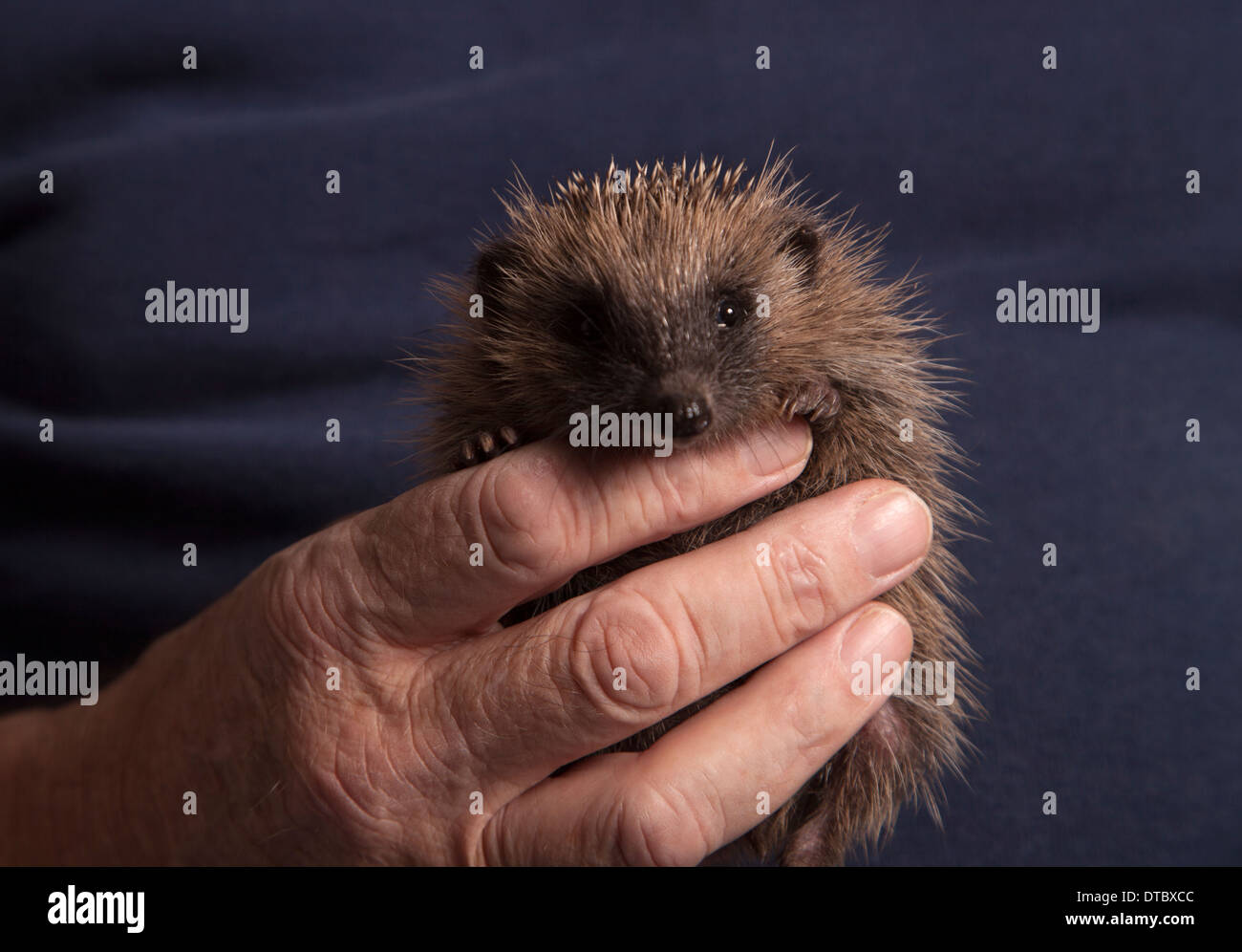 Juvenile European hedgehog in hand Stock Photo - Alamy