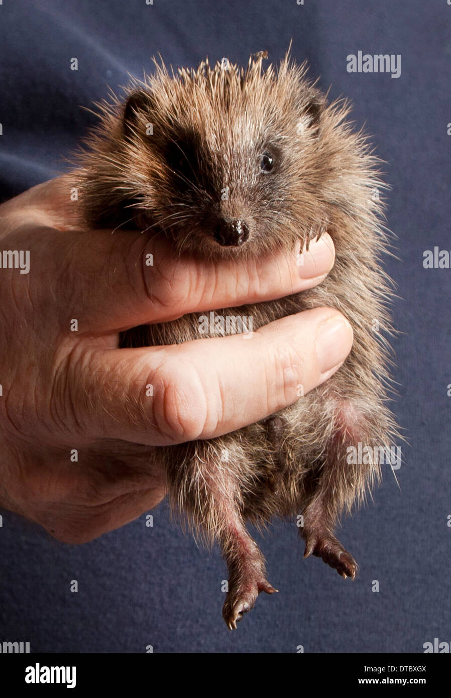 Hand spikes hi-res stock photography and images - Alamy