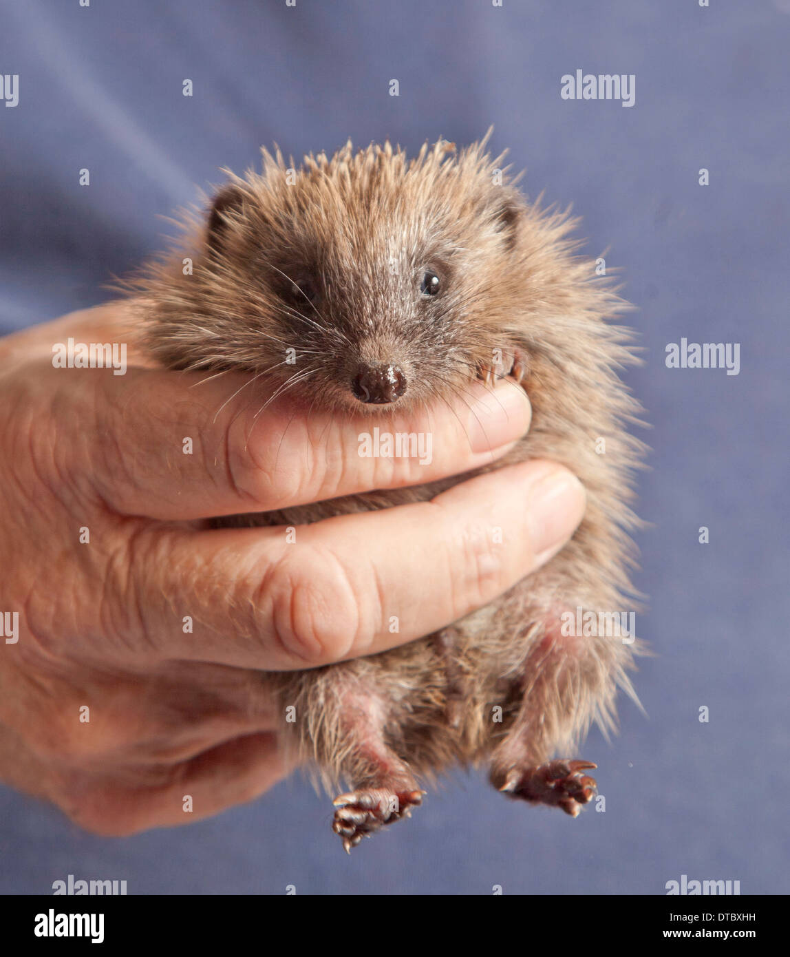 Hedgehog species hi-res stock photography and images - Alamy