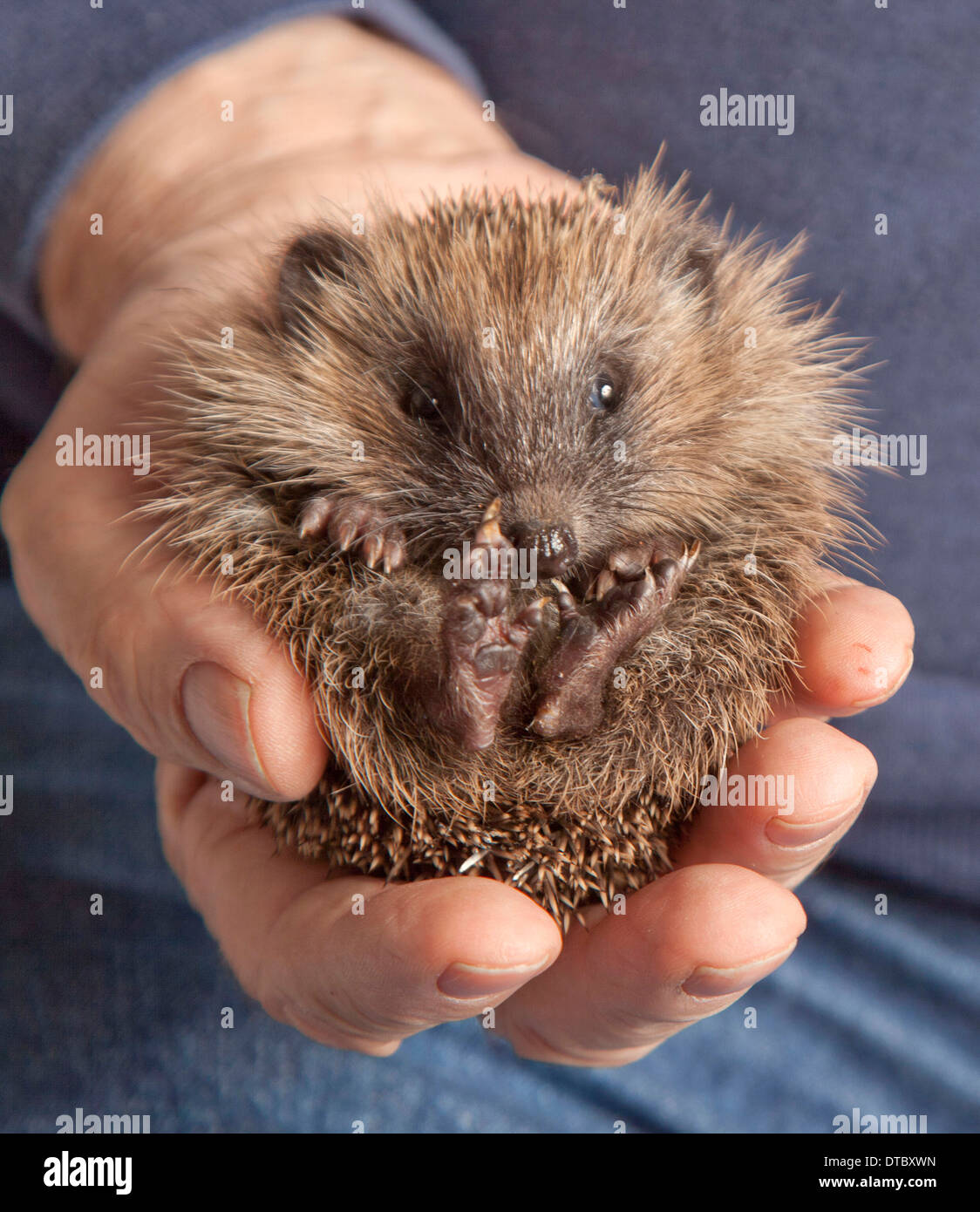 Hedgehog species hi-res stock photography and images - Alamy