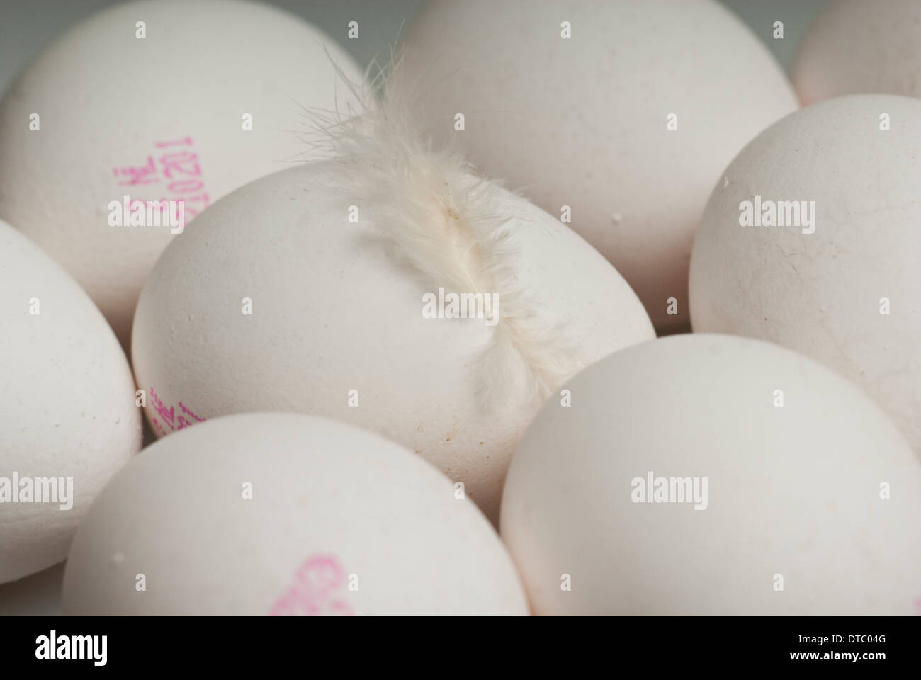 Hen pen hi-res stock photography and images - Alamy