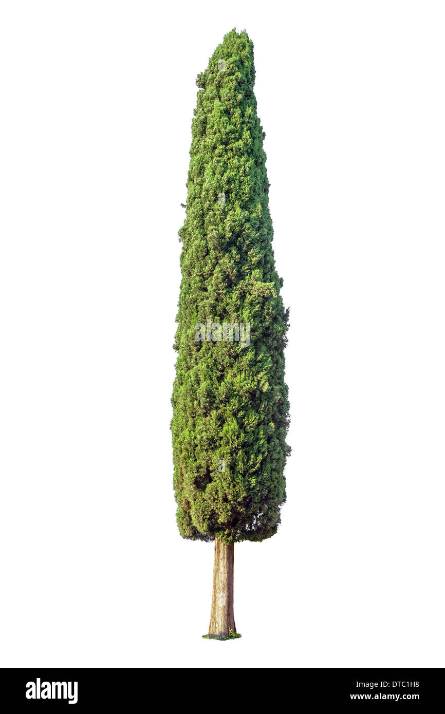 Cypress isolated on white background Stock Photo - Alamy