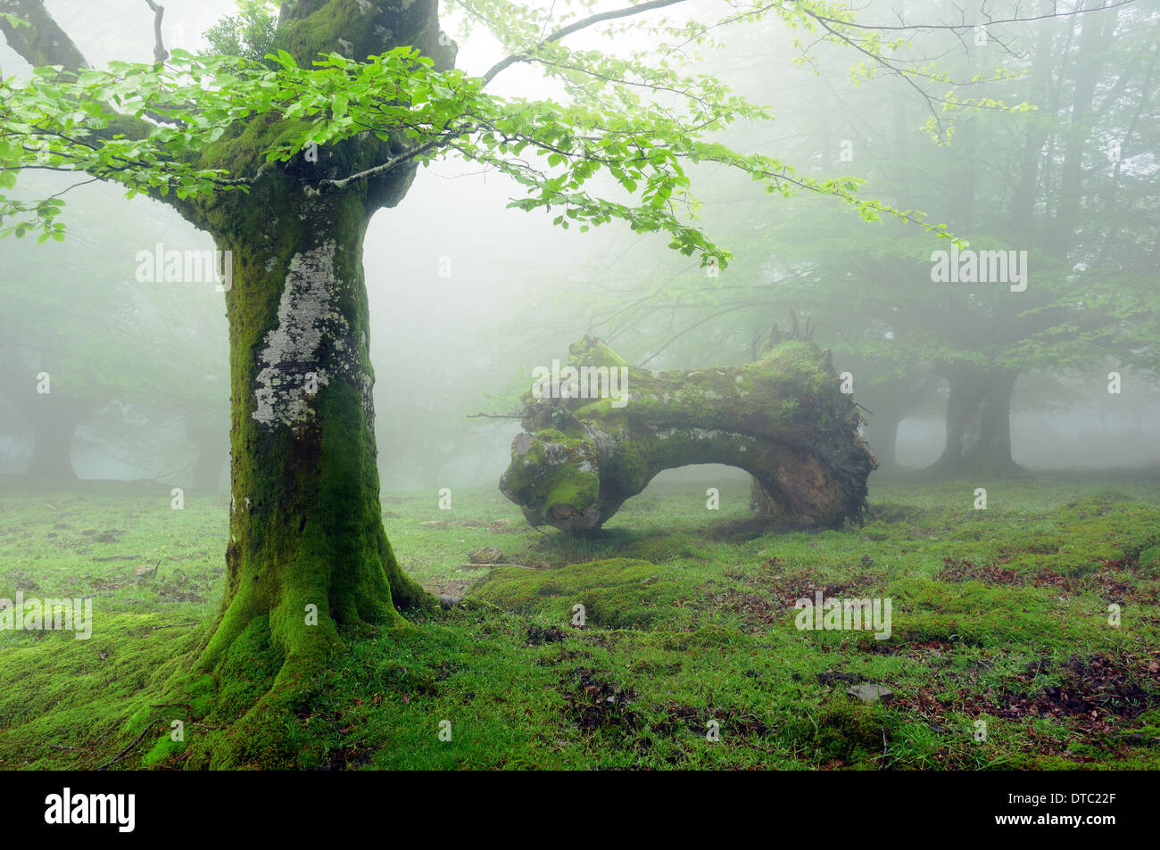 Dead trunk hi-res stock photography and images - Alamy