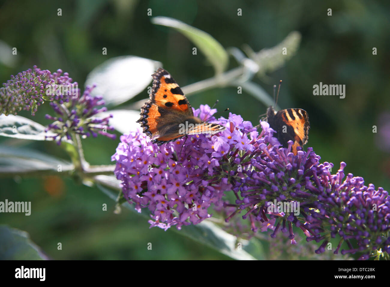 Two Tortoiseshell butterflies on a Buddleia Tree Stock Photo - Alamy