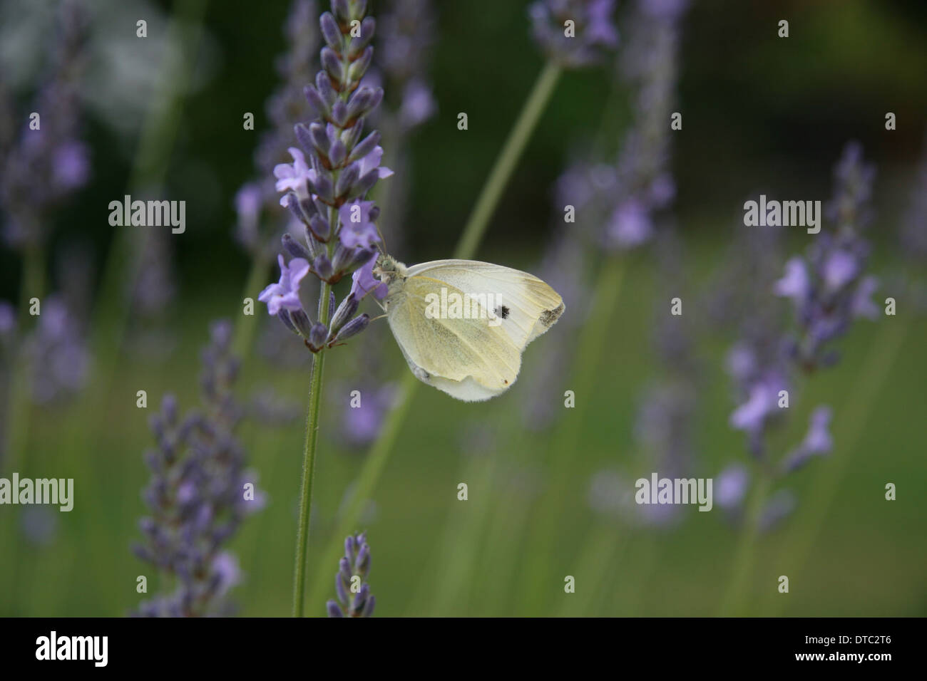 Butterfly lavender garden hi-res stock photography and images - Alamy