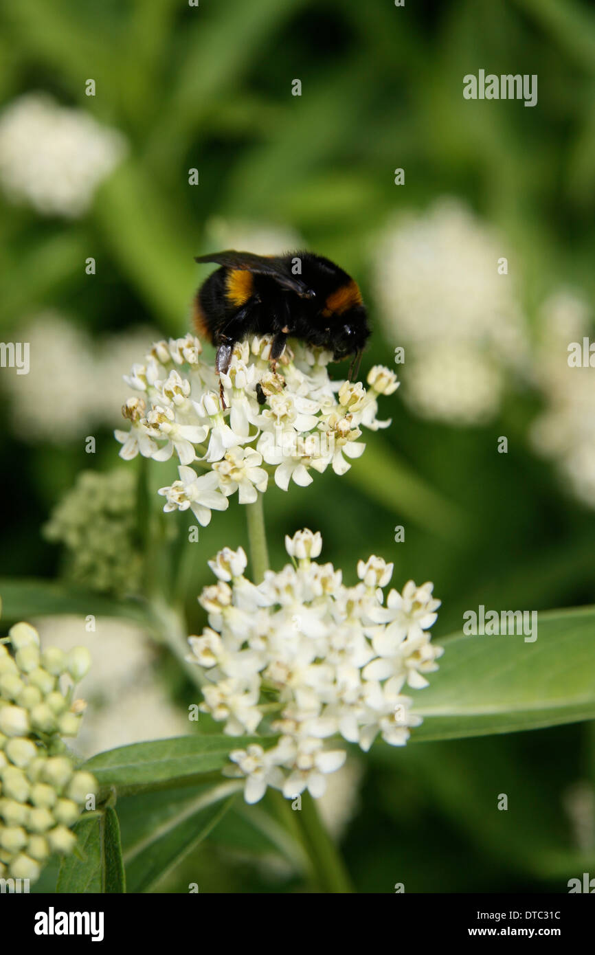 A bumble bee at work Stock Photo - Alamy