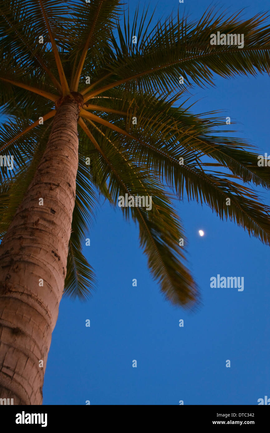 Giant palm trees hi-res stock photography and images - Alamy