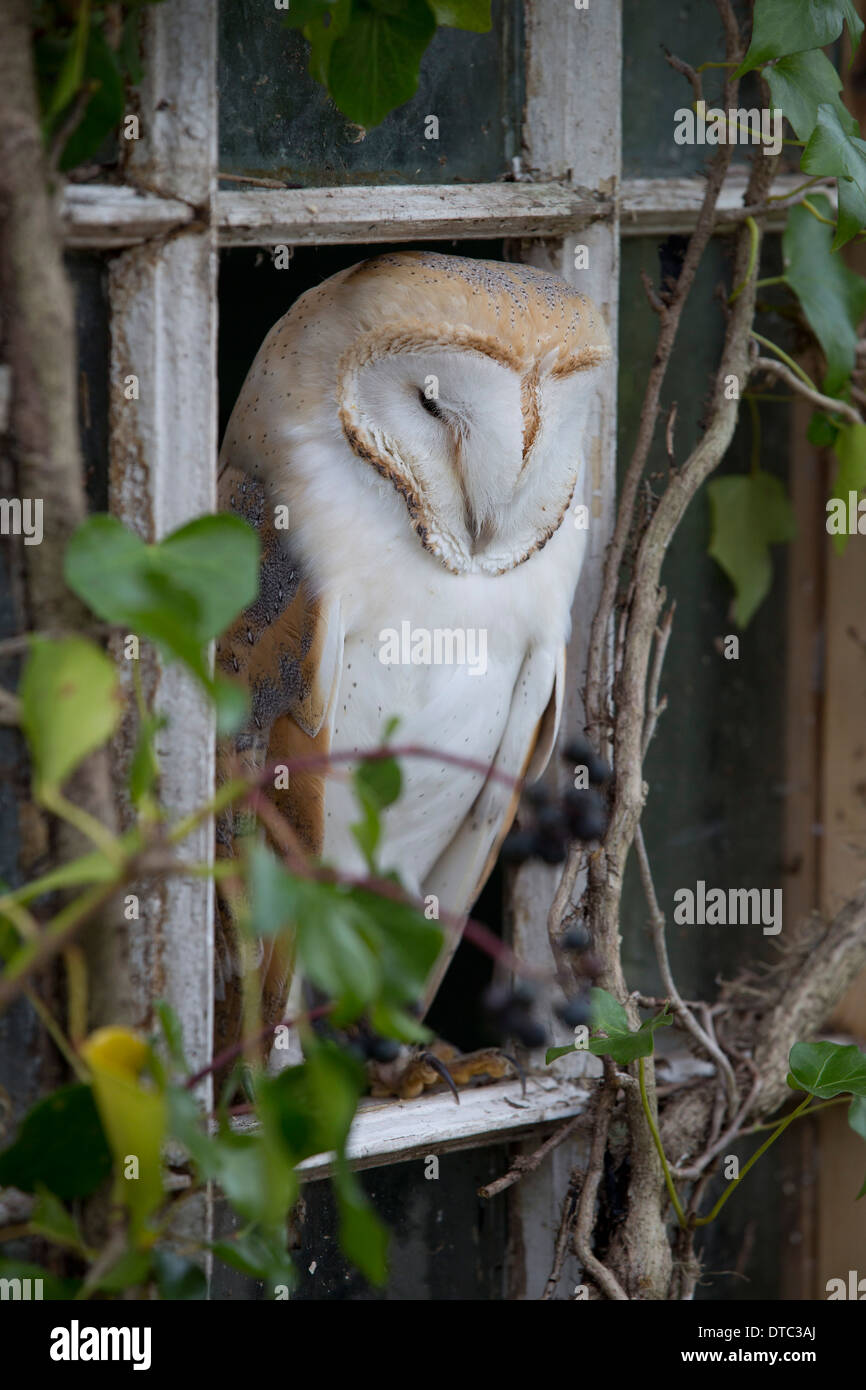 Wildlife in window hi-res stock photography and images - Alamy