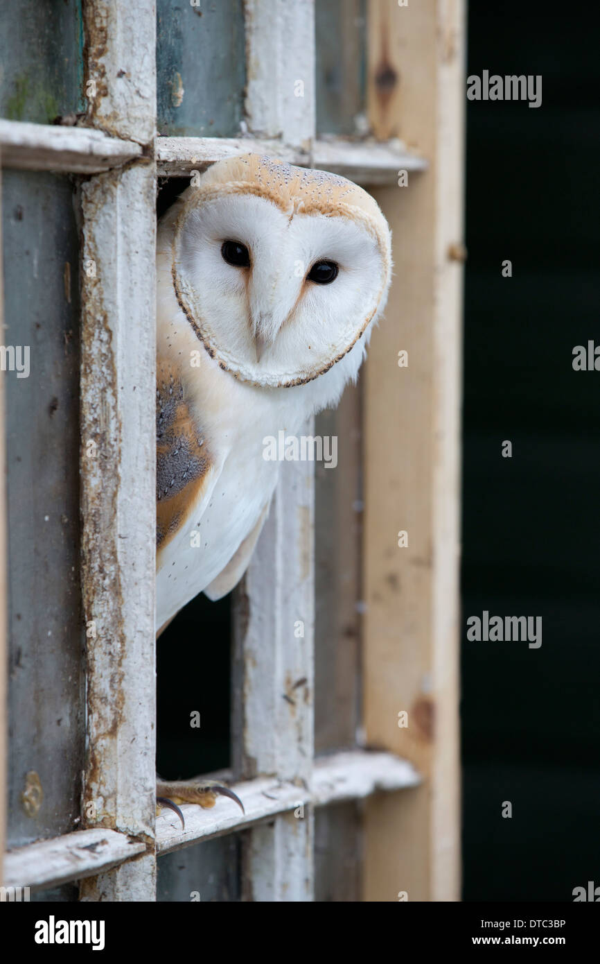 Barn Owl; Tyto alba; in a Window; UK Stock Photo - Alamy