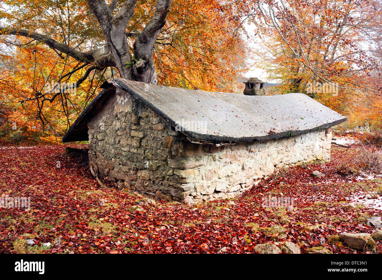 Stone tree house hi-res stock photography and images - Alamy