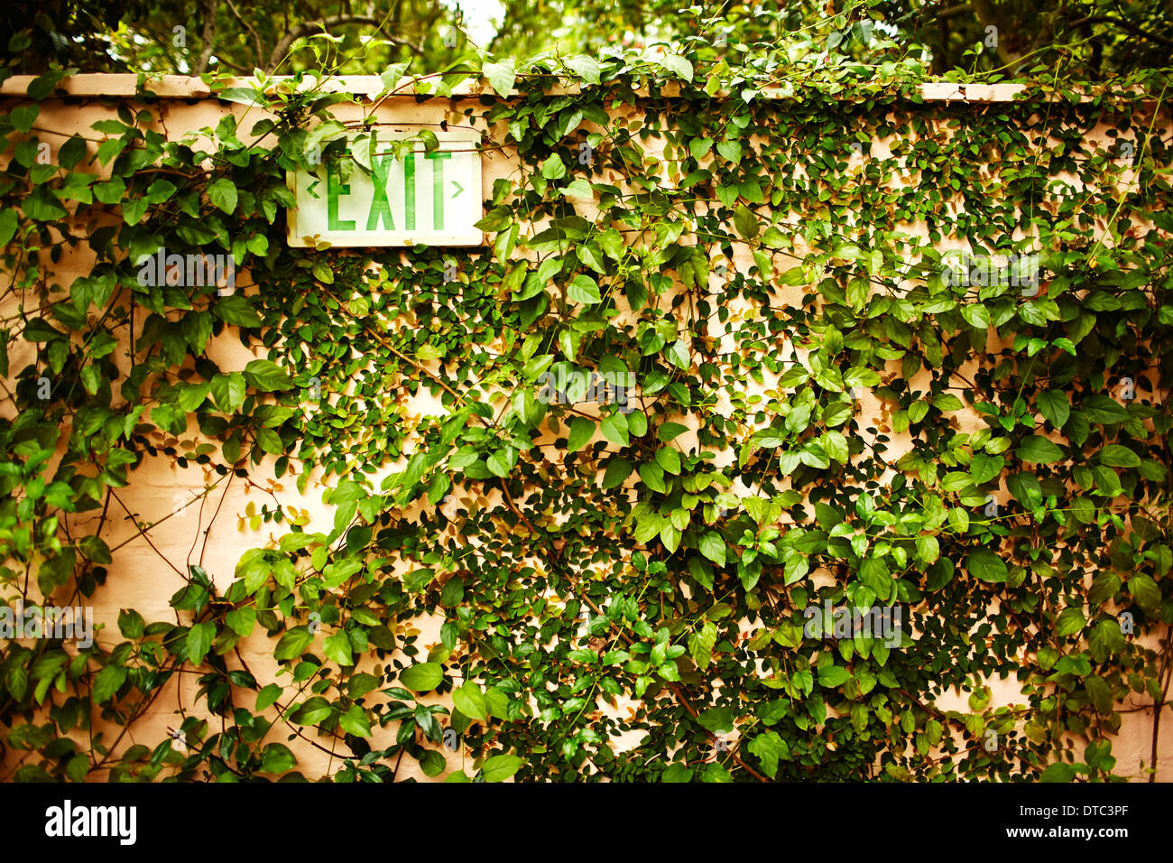 Ivy covered wall and exit sign Stock Photo - Alamy