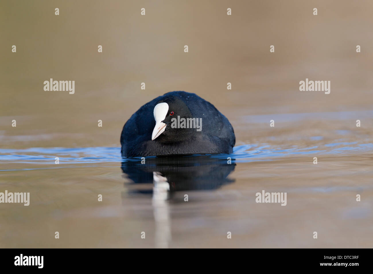 Coot claw hi-res stock photography and images - Alamy