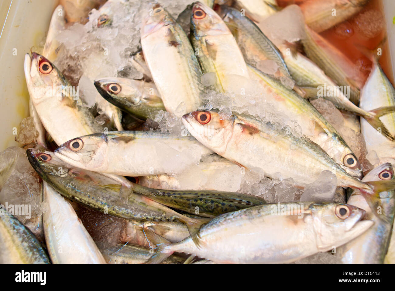 Striped mackerel hi-res stock photography and images - Alamy