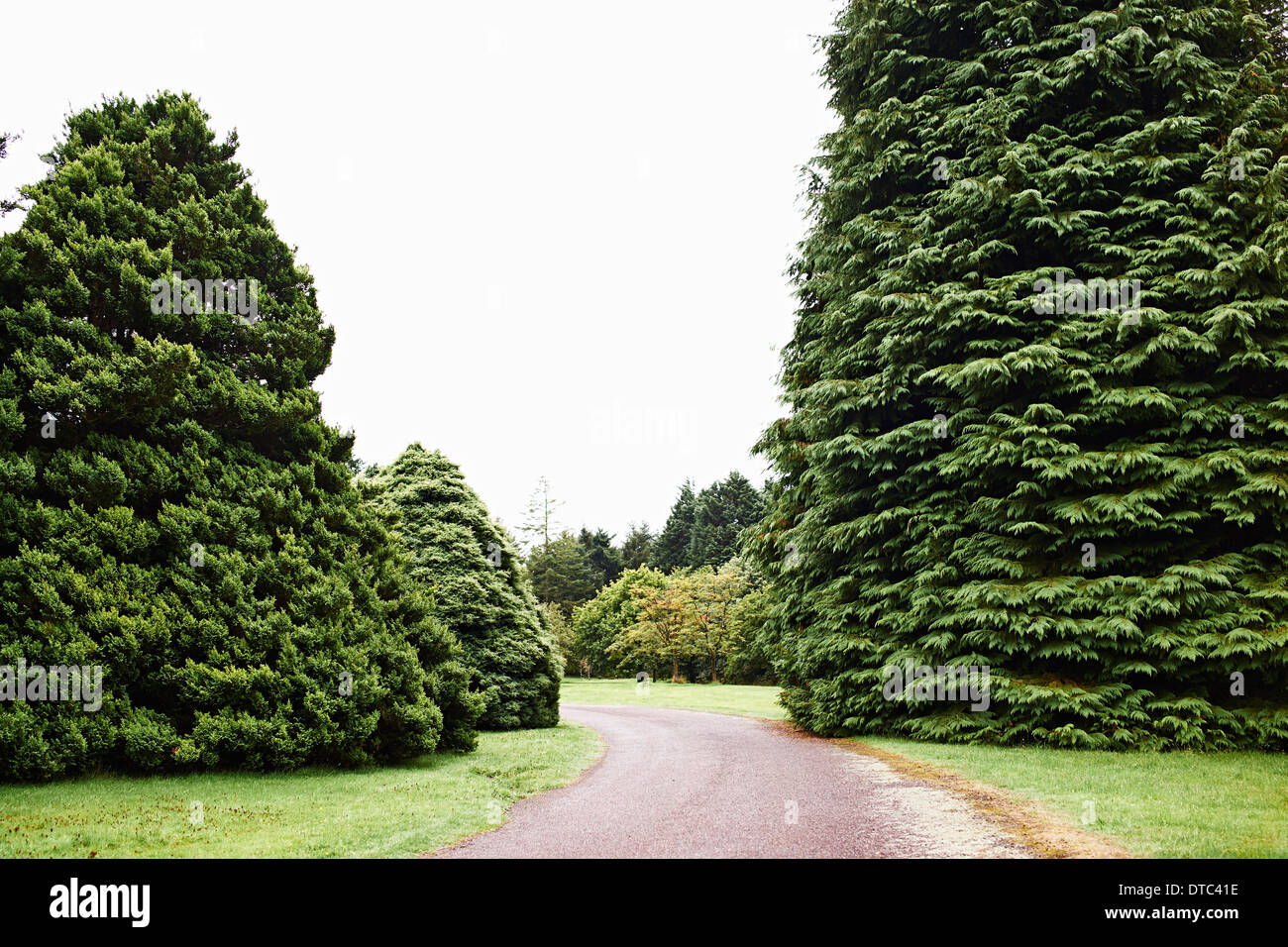 Driveway and fir trees Stock Photo - Alamy