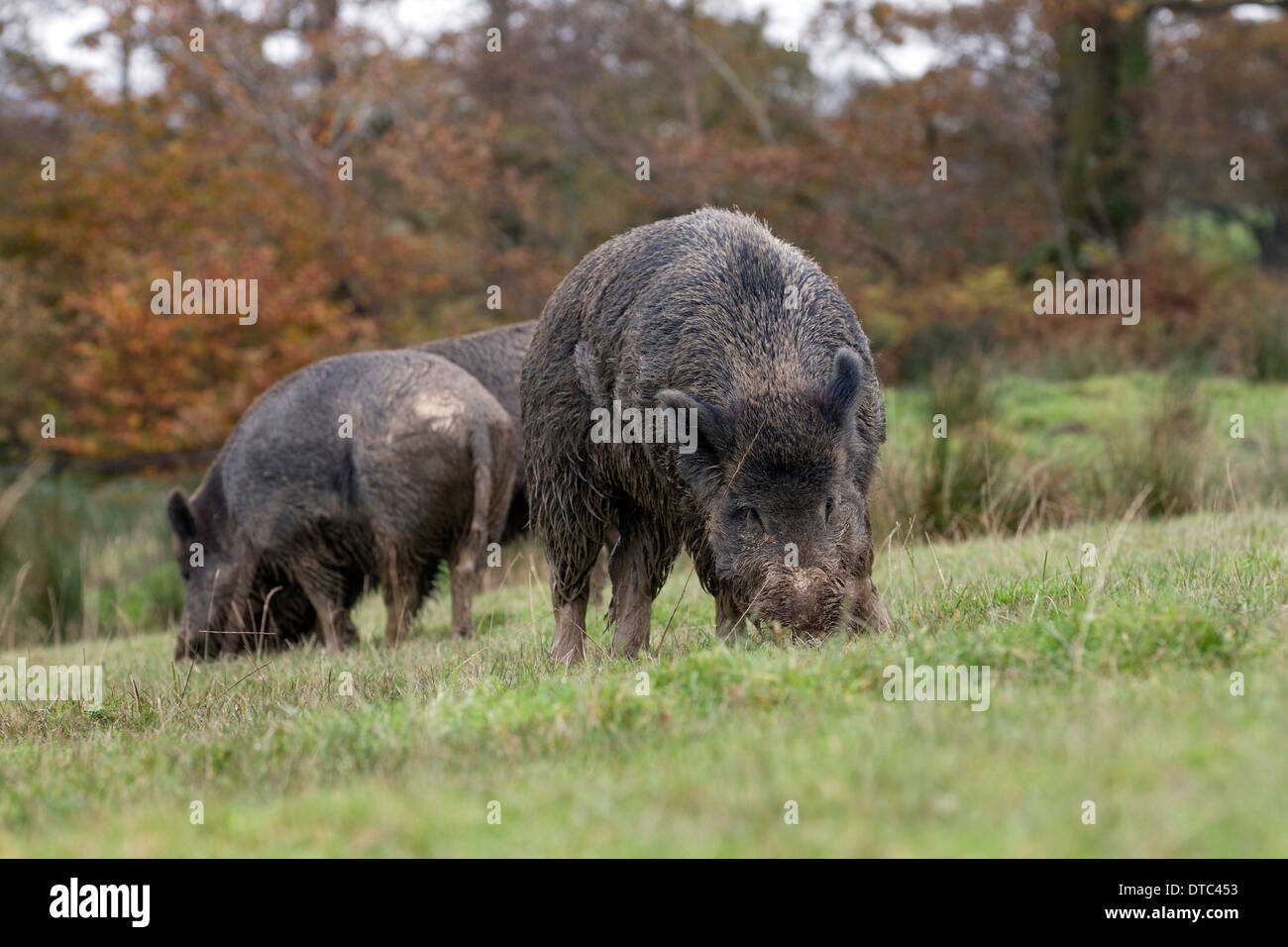 Wild boar feeding hi-res stock photography and images - Alamy