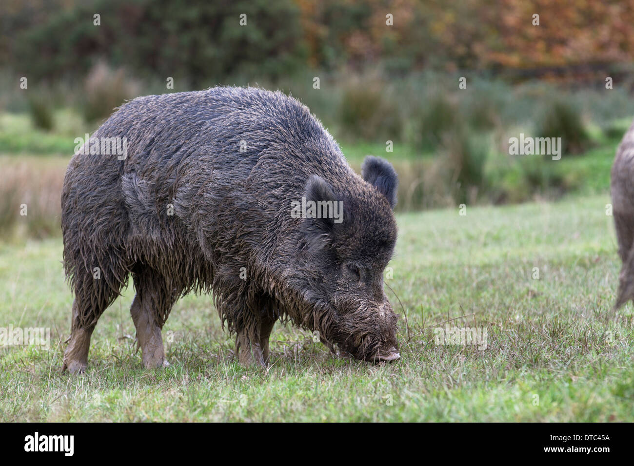 Wild Boar; Sus scrofa; Captive; UK Stock Photo - Alamy
