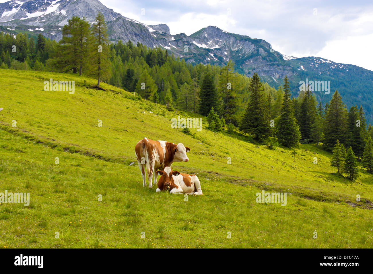 Dairy cows in the austrian alps hi-res stock photography and images - Alamy