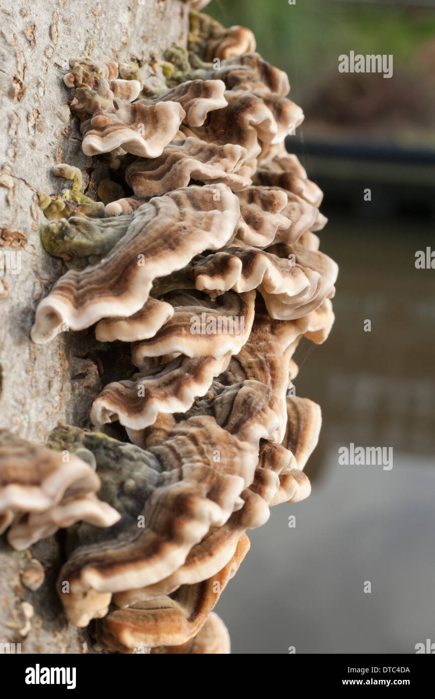 Colorful tree fungus hi-res stock photography and images - Alamy