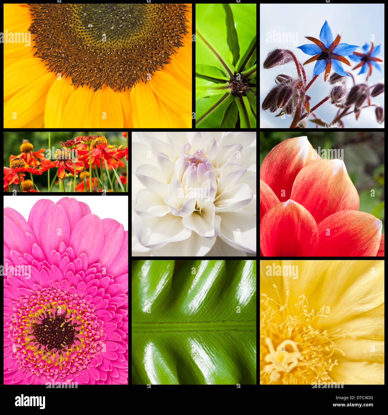 Collage of flowers hi-res stock photography and images - Alamy