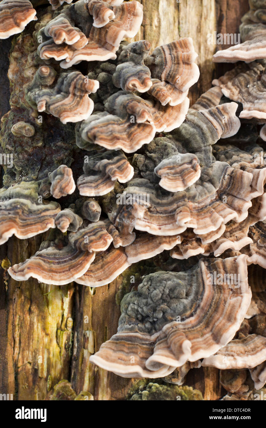Group of striped mushrooms growing on old weathered tree trunk Stock ...