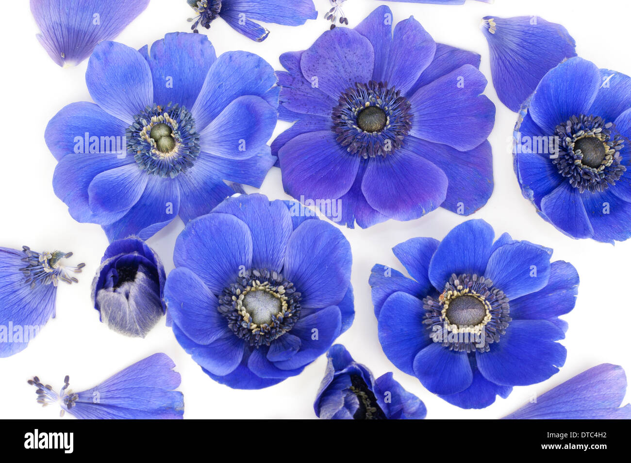 Blue windflowers in bed of buttermilk Stock Photo - Alamy