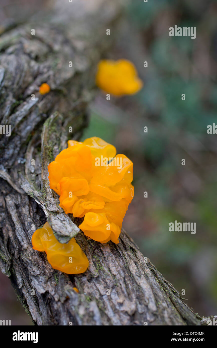 Brain fungus hi-res stock photography and images - Alamy