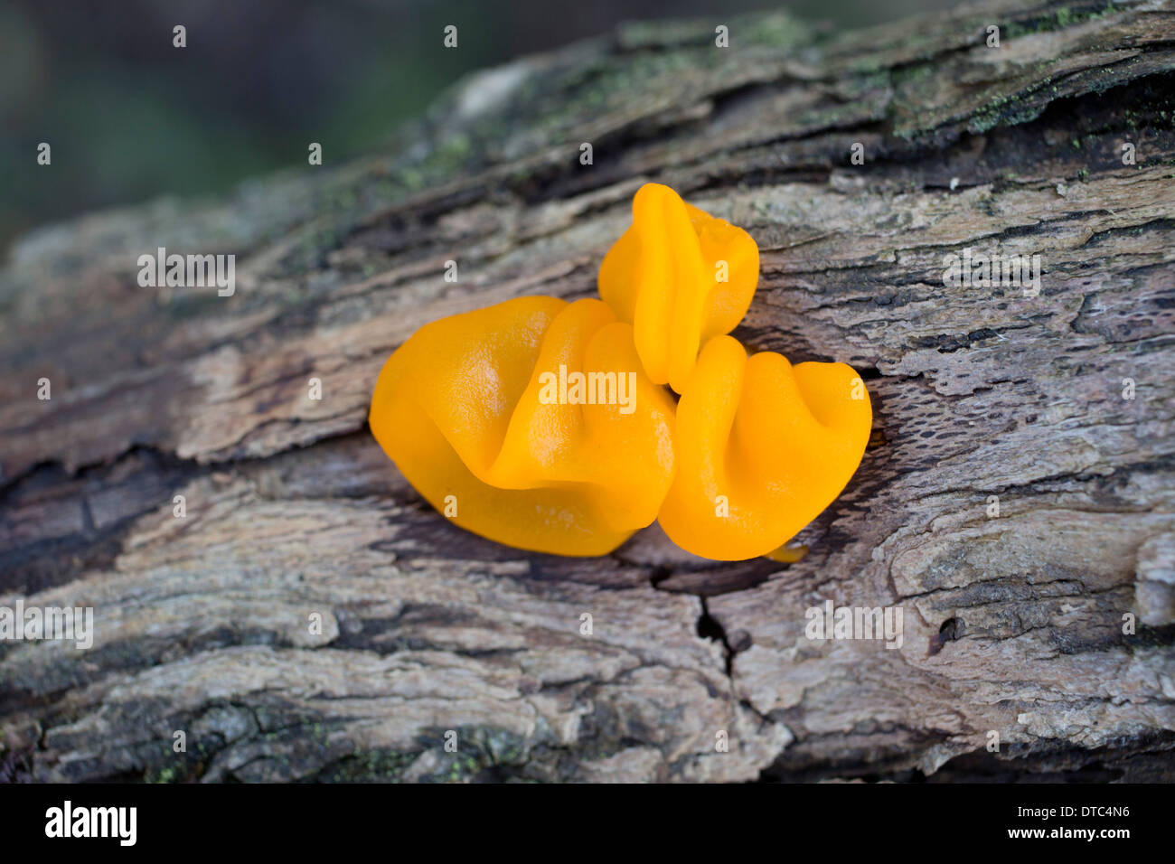 Fungus brain hi-res stock photography and images - Alamy