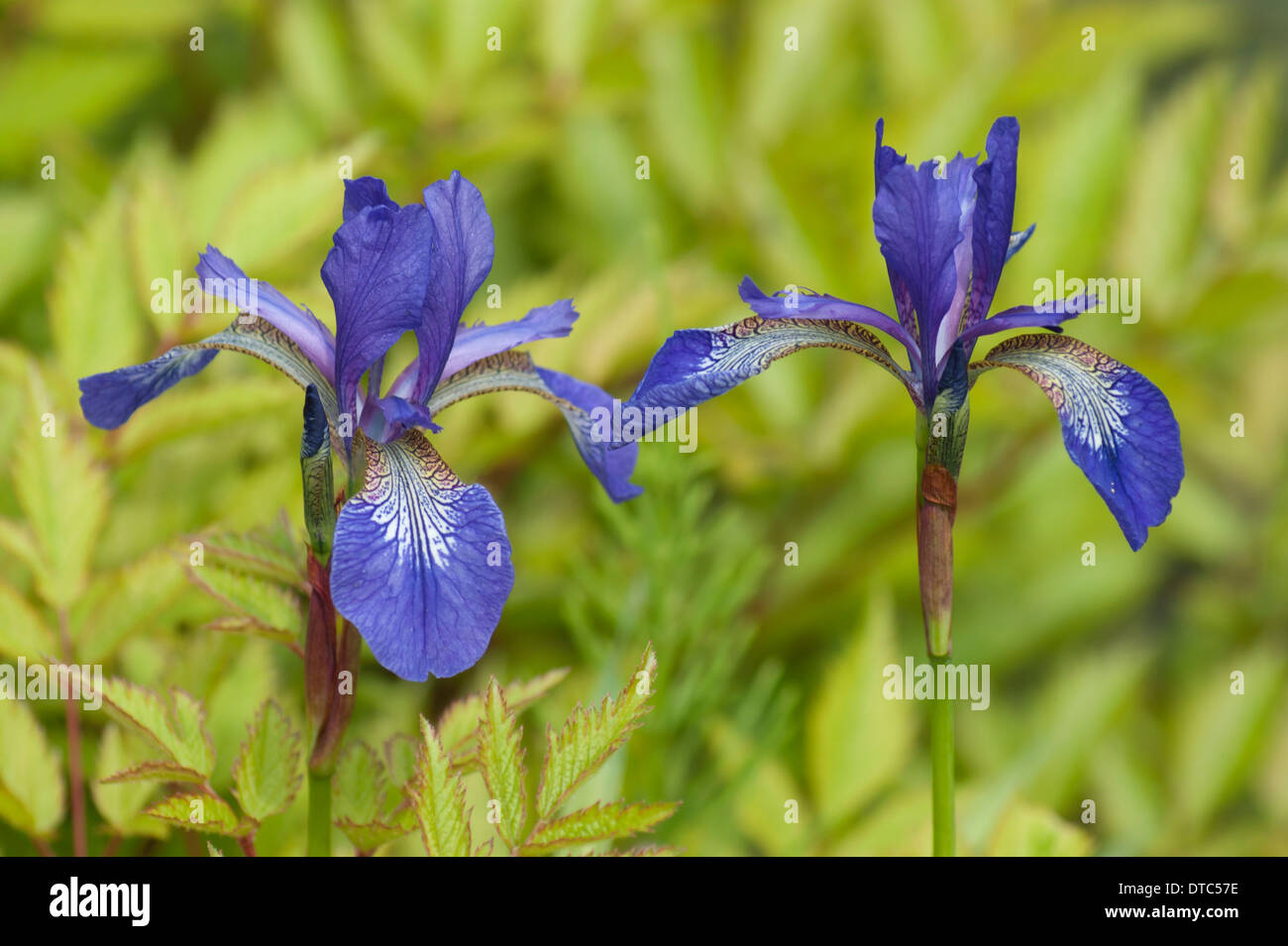 Two blue Iris flowers in a garden Stock Photo - Alamy