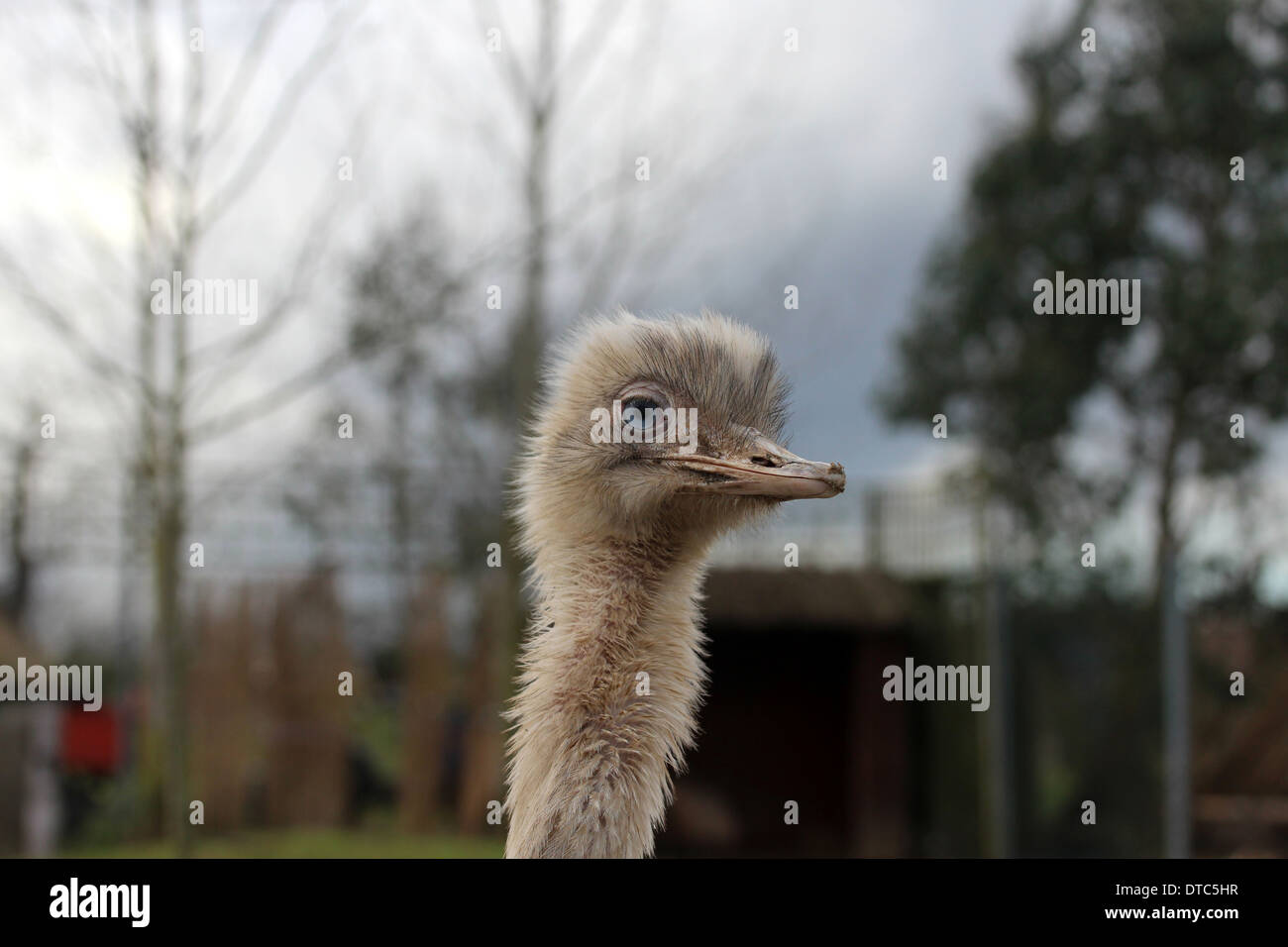 Headshot of a Rhea americana Stock Photo - Alamy