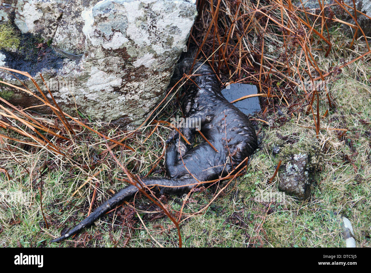 Otter scotland hi-res stock photography and images - Alamy