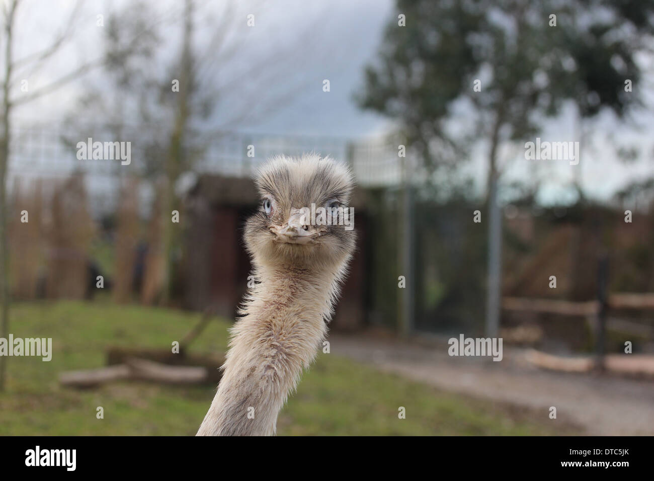 Headshot of a Rhea americana Stock Photo - Alamy