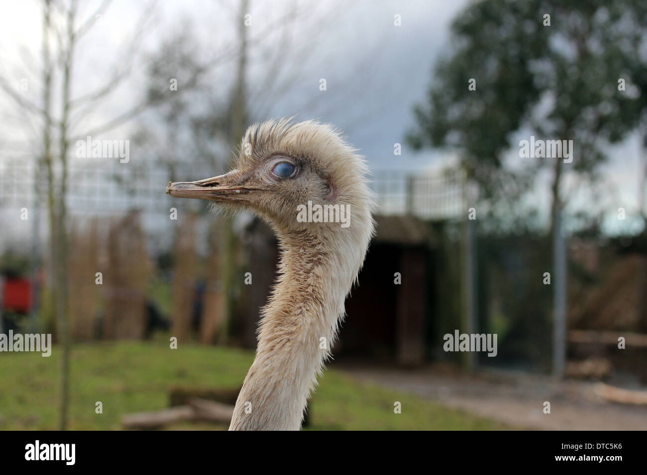 Headshot of a Rhea americana Stock Photo - Alamy