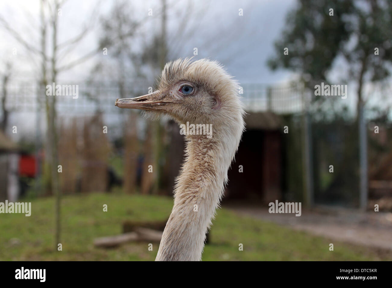 A rhea hi-res stock photography and images - Alamy