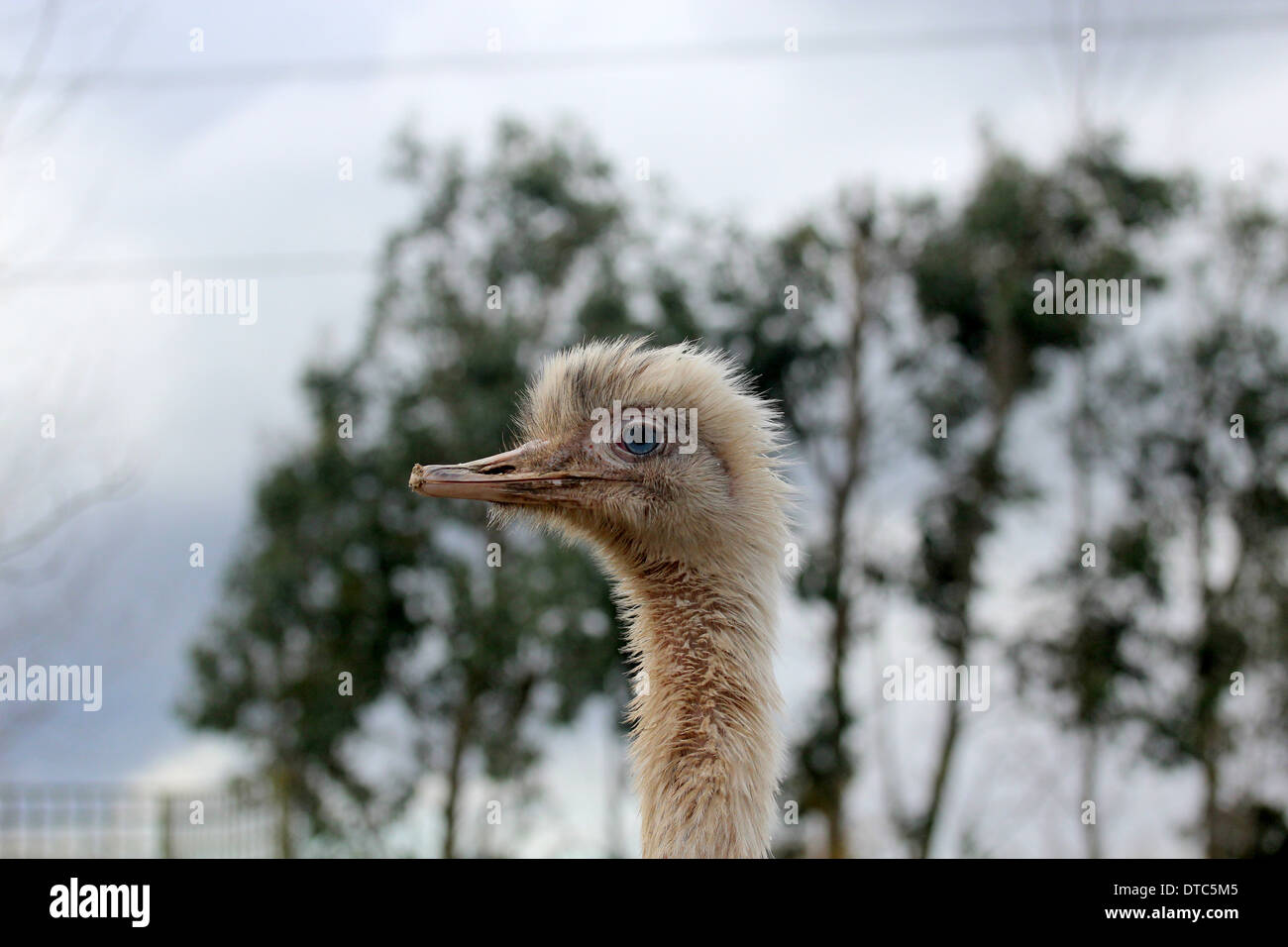 Headshot of a Rhea americana Stock Photo - Alamy