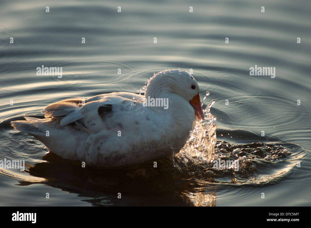Fly bathing in sun hi-res stock photography and images - Alamy