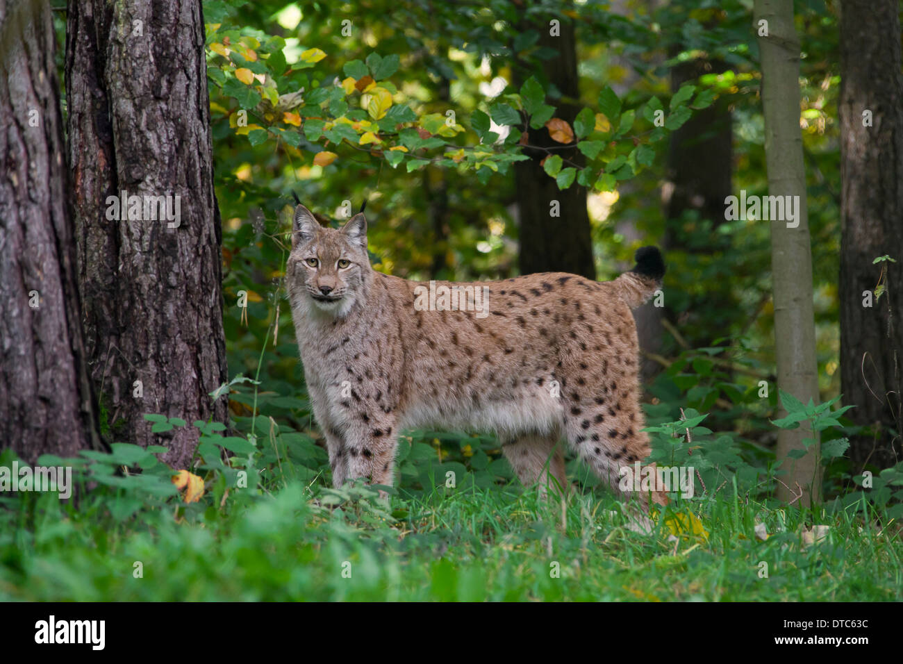 Eurasian lynx (Lynx lynx) in forest Stock Photo - Alamy