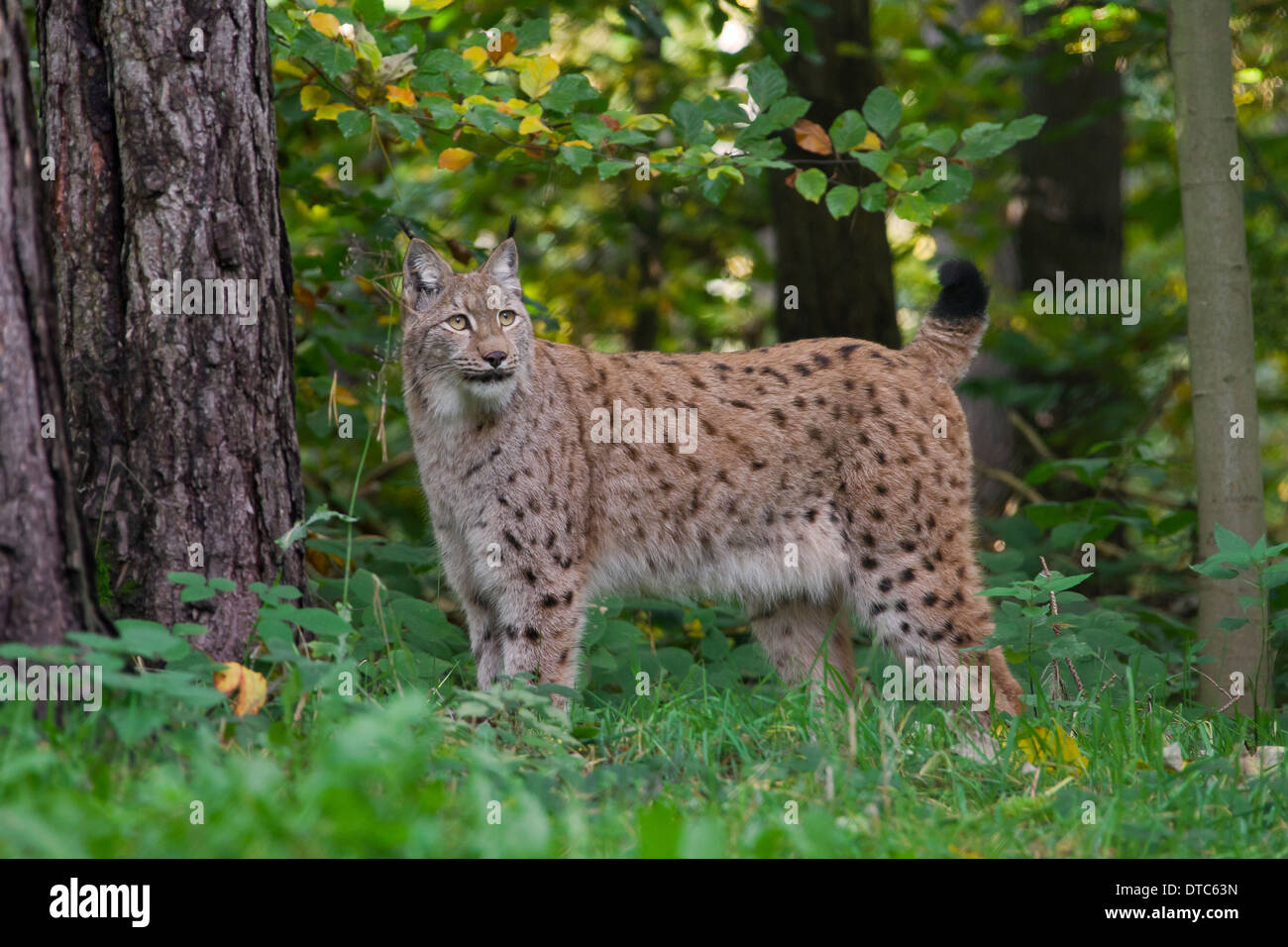 Lynx europe wild hi-res stock photography and images - Alamy