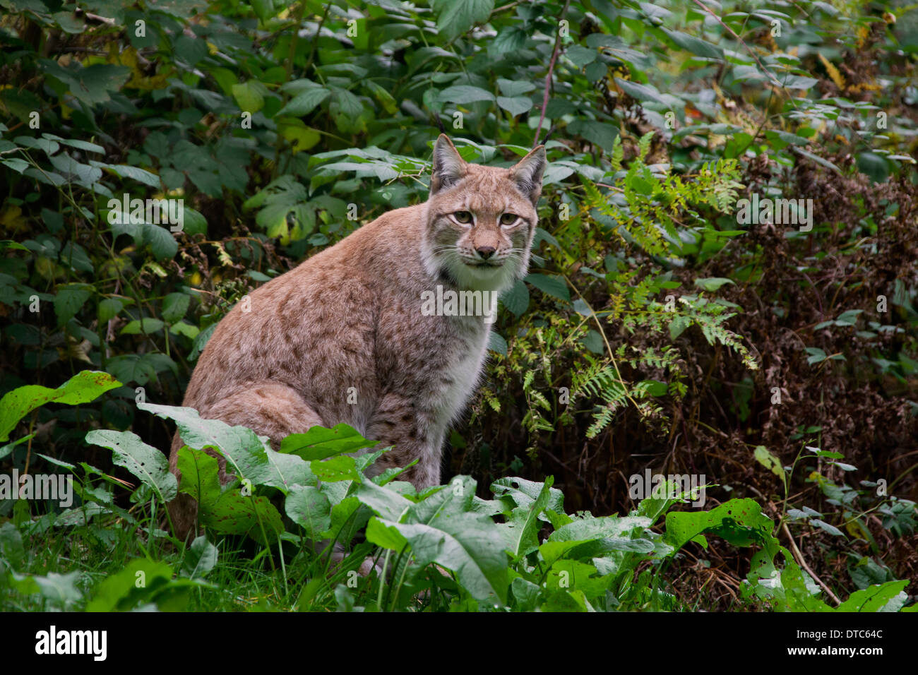 Eurasian lynx (Lynx lynx) sitting in forest Stock Photo - Alamy