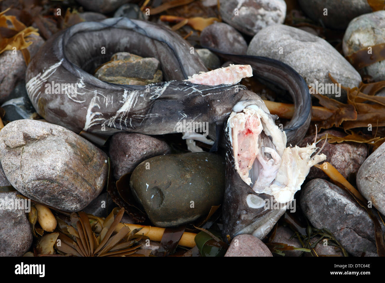 Dead Conger eel which has bird of prey scratches on the skin and head ...