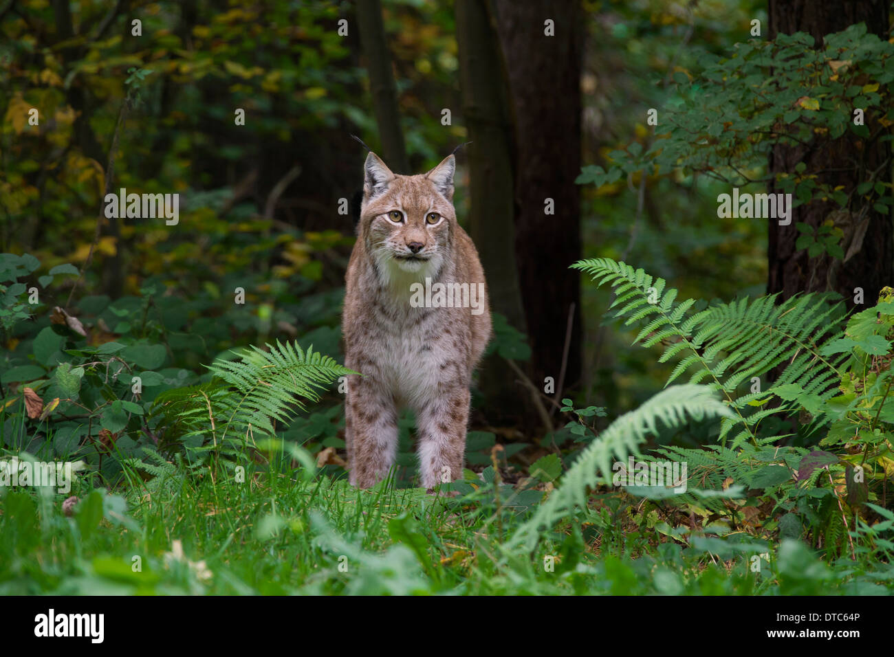 Eurasian lynx (Lynx lynx) in forest Stock Photo - Alamy